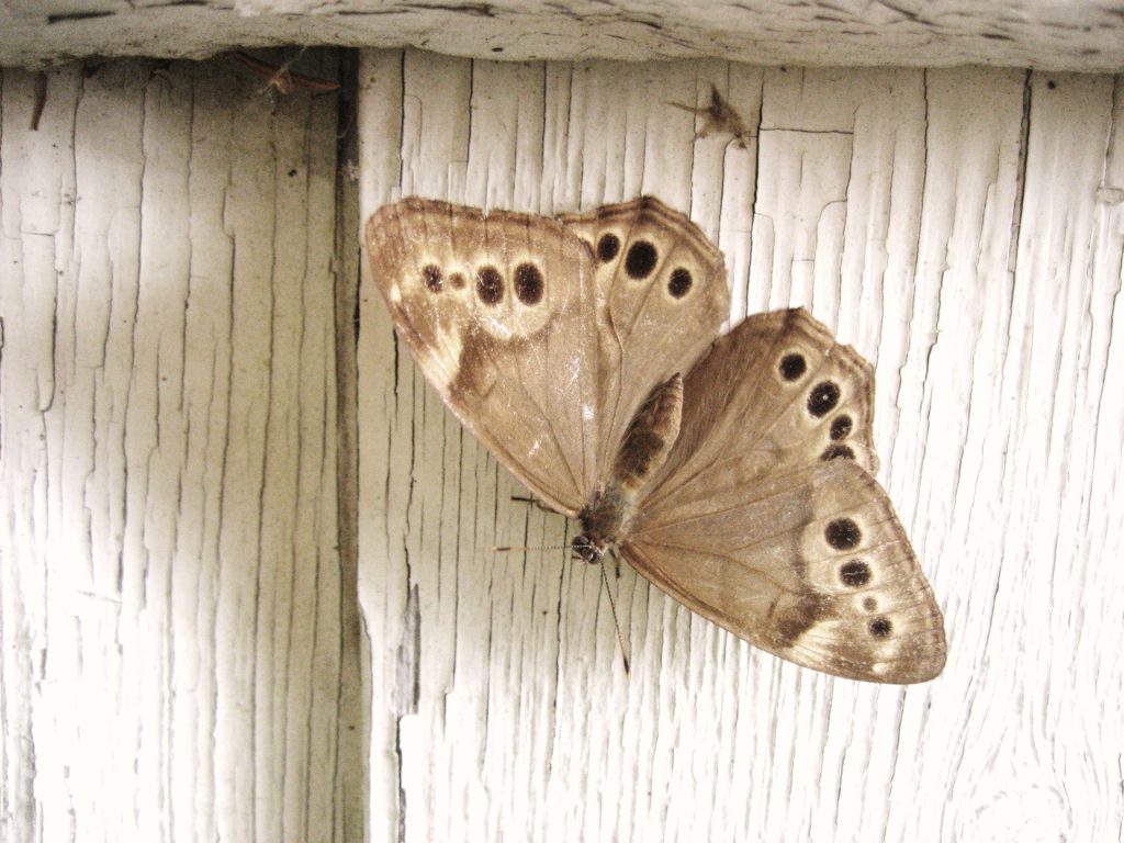 Eaten to Death by a Moth - Dave Dishman